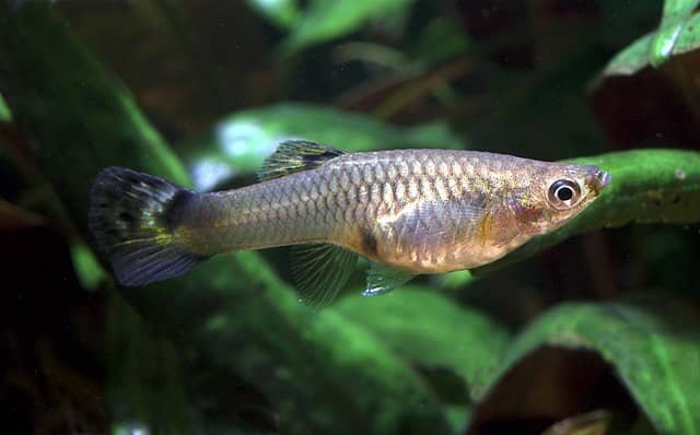 Peces Guppys Reproducción Alimentación Y Cuidados