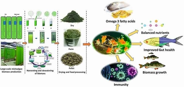 Biomasa De Microalgas Como Ingrediente De Los Alimentos Acuícolas