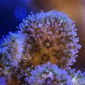 New ASU lab to grow corals, shed light on underpinnings of coral bleaching