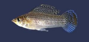 Molly Fish: Types, Feeding, Breeding, Reproduction, and Care