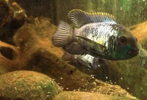 Pez Acara azul: cuidados, alimentación y reproducción - AquaHoy
