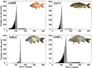 Revelan los secretos genéticos de los peces triploides de rápido ...