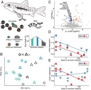 La clave molecular de la madurez del salmón: cómo un gen controla un ...